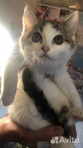Котёнок похожий на совенка ищет дом