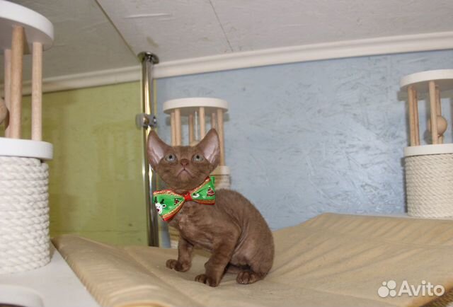 Девон-рекс шоколадный мальчик