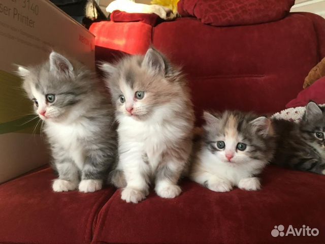 Очаровательные котята