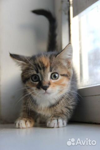 Котенок Нюся в добрые руки