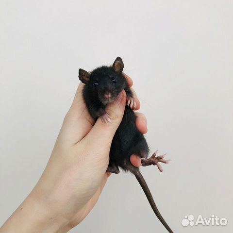 Крысы, крысята черные и капюшоны