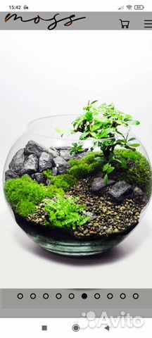 Флорариум/аквариум. обмен