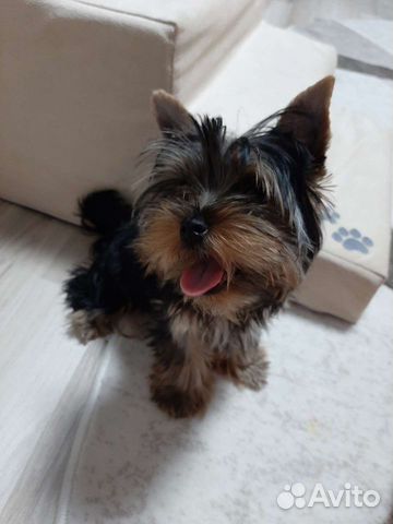 Йоркширский терьер девочка