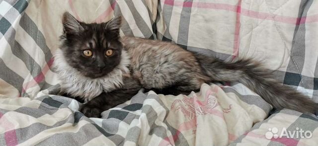 Сибирские котята бесплатно