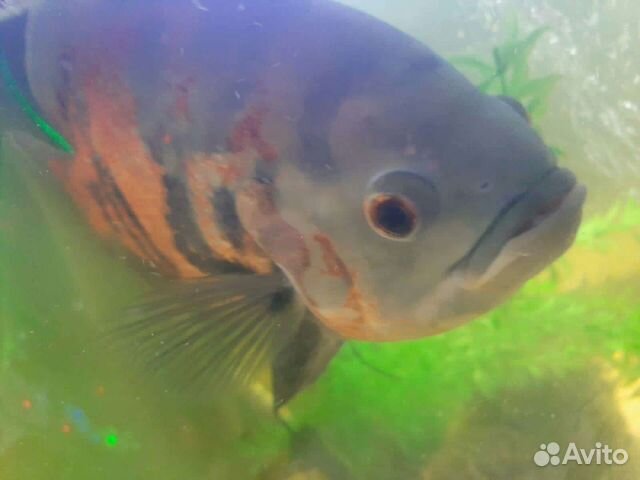 Два остронотуса и северу бесплатно