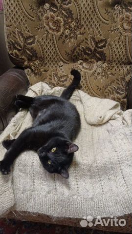 Малышка Багира ищет любящую семью