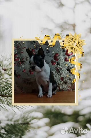 Девочка Бостон Терьер