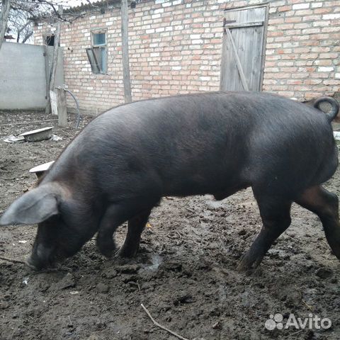 Хряк на племя
