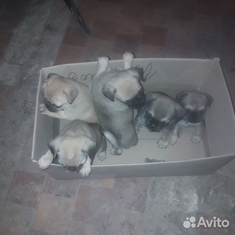 Мама мопс папа бродяга бесплатно