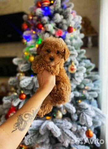 Новогодний подарочек мальтипу