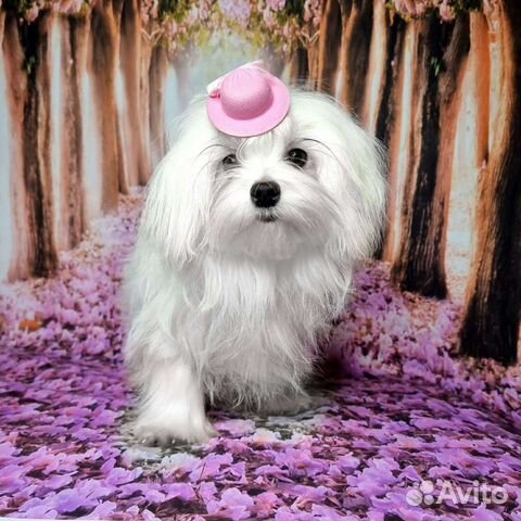 Мальтезе, мальчики РКФ