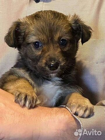 Щенуля девочка