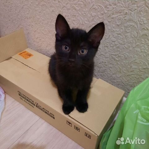 Кошка