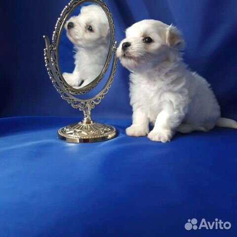 Мальтийская болонка