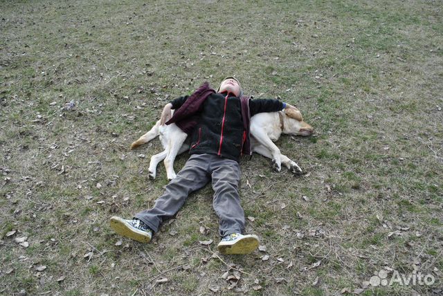 Щенок лабрадора