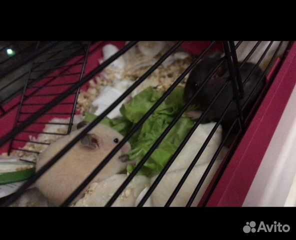 Сирийские хомячки