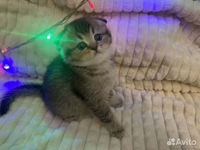 Шотландкий вислоухий котенок