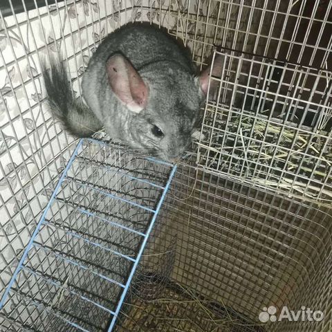 Шиншилла