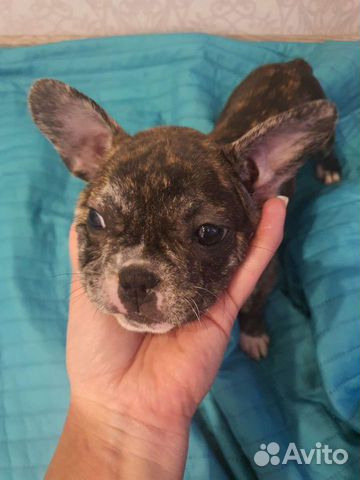 Французские бульдожки