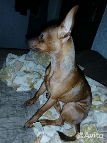 Цвергпинчер