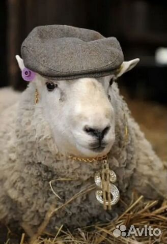 Овцы бараны ягнята