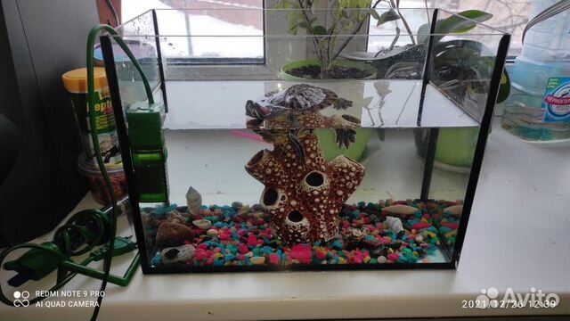 Красноухая черепаха в дар