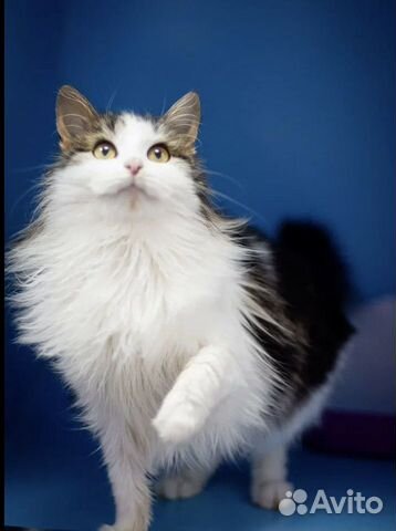 Лесная кошка, 7 мес в дар