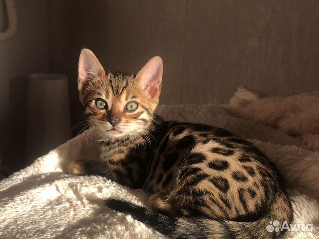 Бенгальская