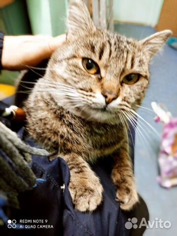 Кошка ласкуша в дар