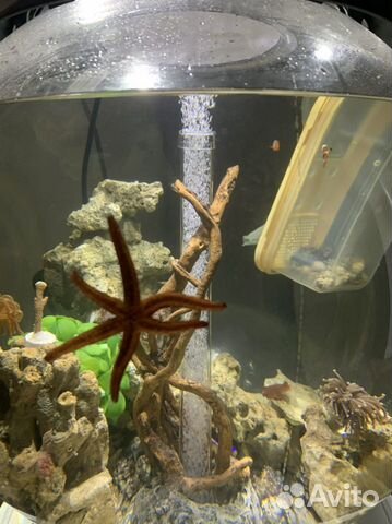 Звезда линкия бордовая