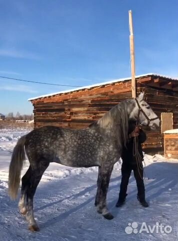 Жеребец орловский рысак