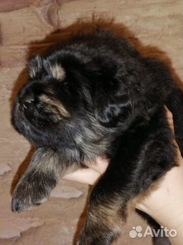 Тибетский мастиф мастиф