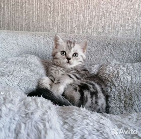 Котенок с документами