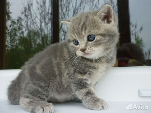 Плюшевые мишутки