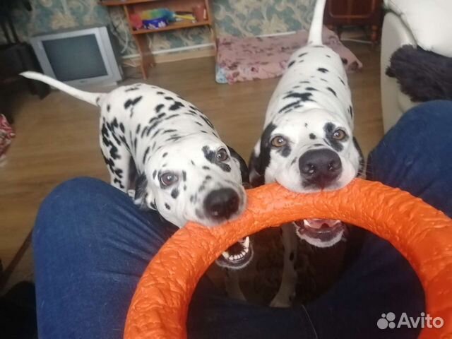 Далматины щенки