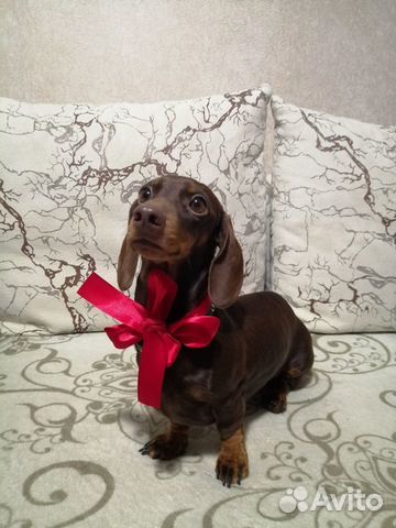 Кроличья такса вязка