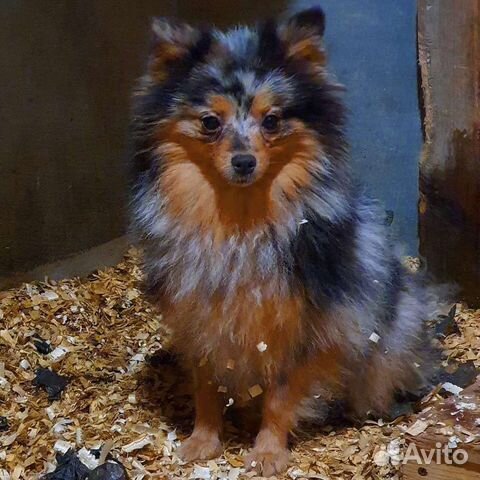 Годовалая,перспективная девочка голубой мрамор мер