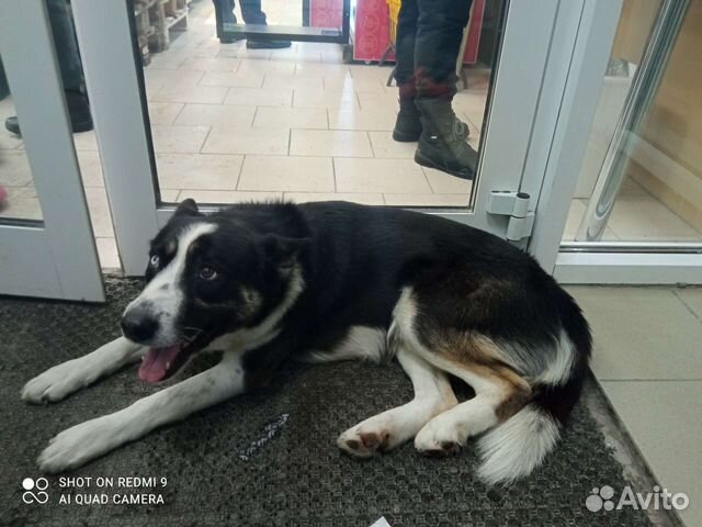 Потерялась собака