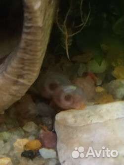 Розовые катушки