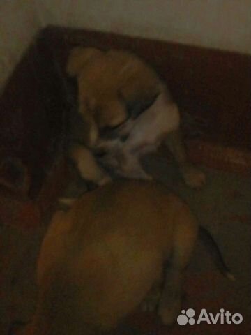 Подкинули в подъезд. Щенки