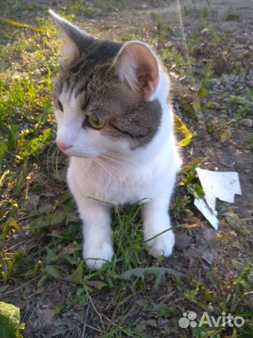 Отдам кота в добрые руки