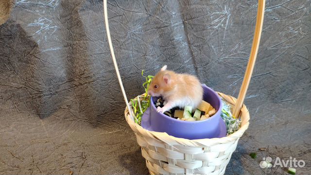Сирийский хомяки