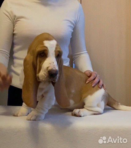 Девочка бассетка