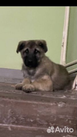 Щенок, 3,5 мес, мальчик в дар