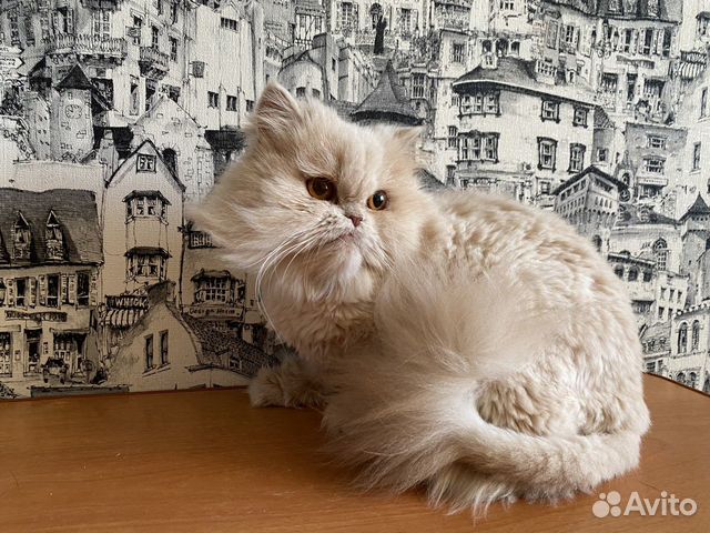 Персидская кошка в добрые руки бесплатно