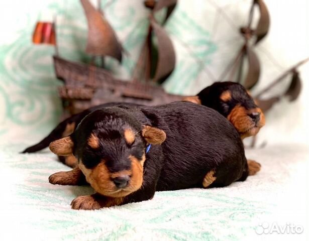 Щенки эрдельтерьера