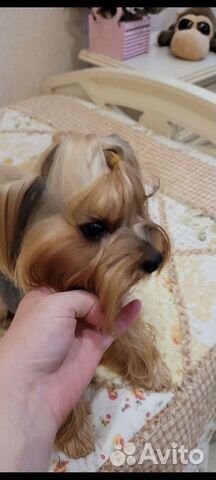 Йоркширский терьер мини