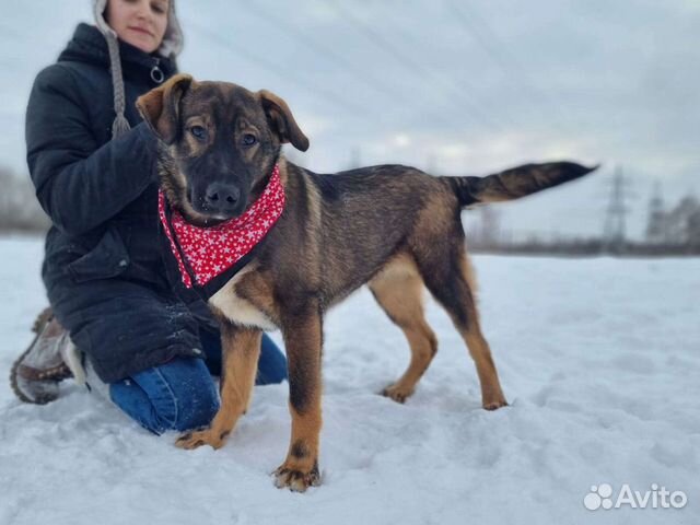 Малыш Рэй в поисках дома