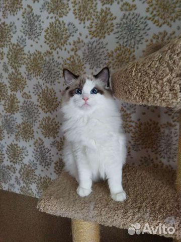 Рэгдолл котёнок, девочка