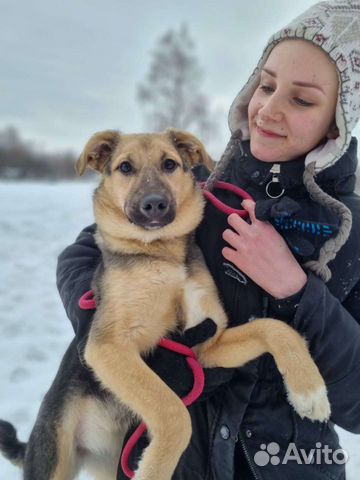 Малышка Лесси в добрые руки